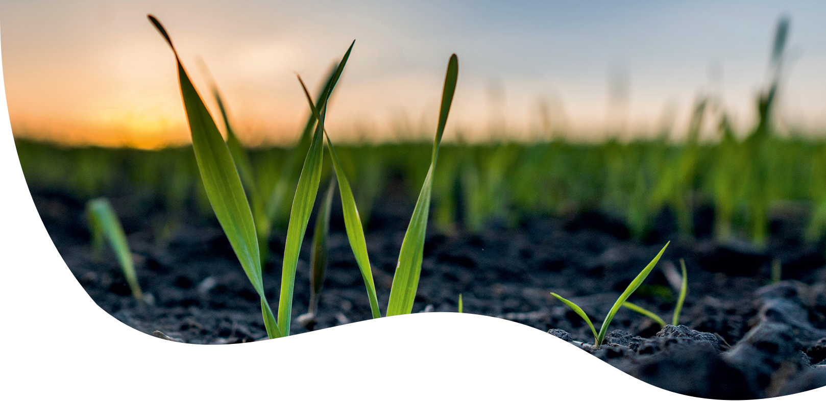 Megafol – Volles Ertragspotenzial auch unter Stressbedingungen | Syngenta